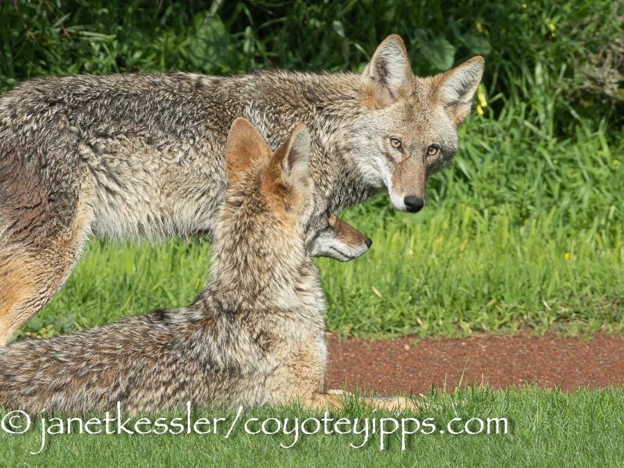 More Razor Sharp Awareness and Concern: Lapis and her Brother | Coyote Yipps