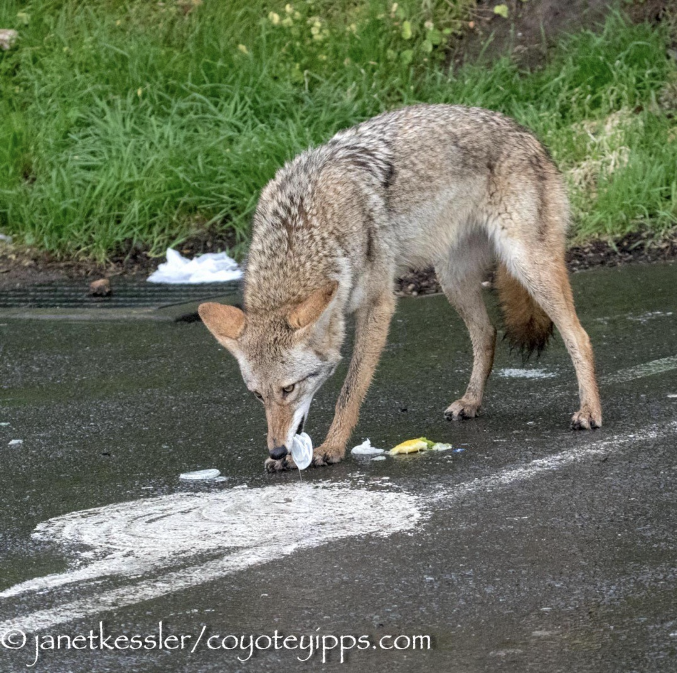 Coyote Eating Habits in SF: Gallery | Coyote Yipps