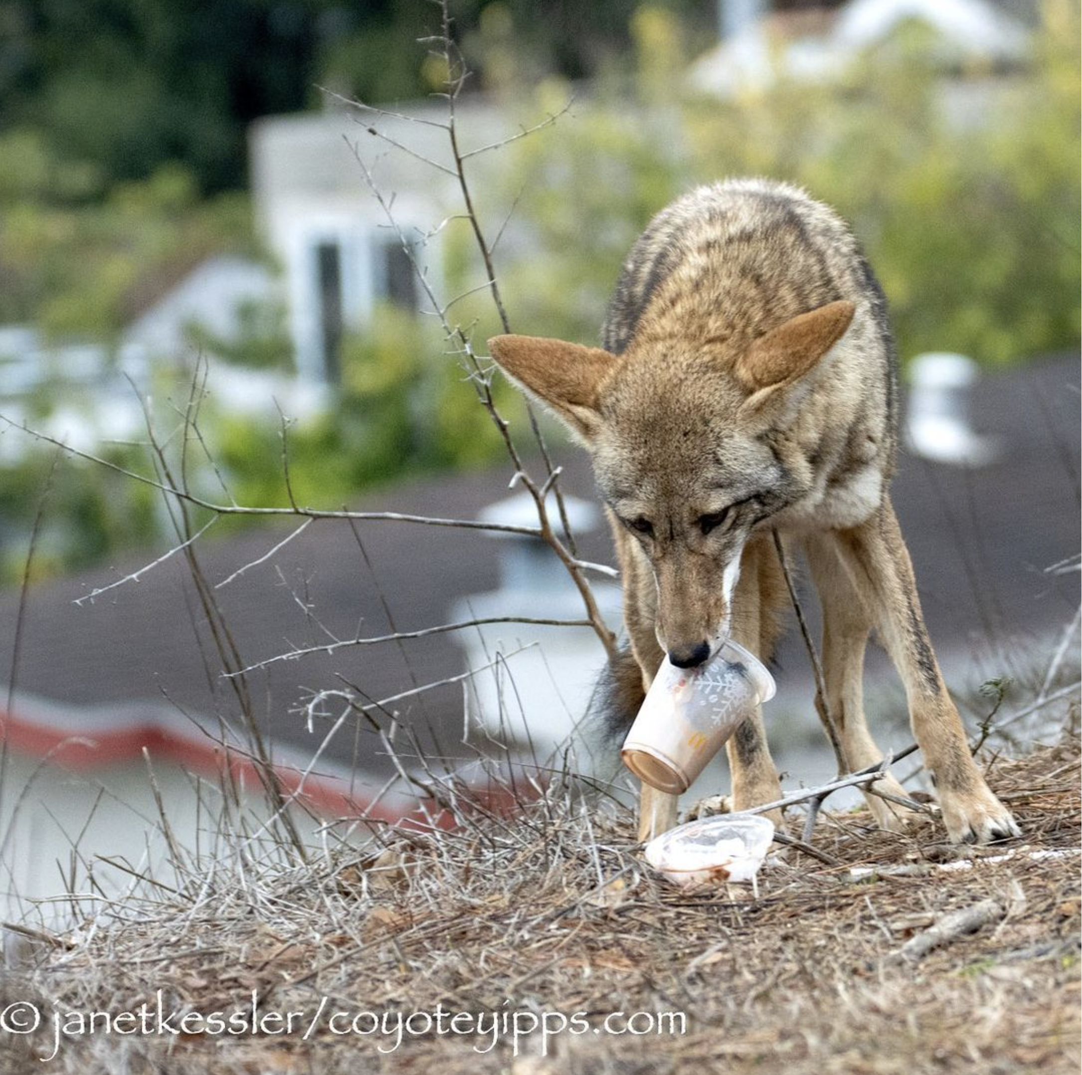 Coyote Eating Habits in SF: Gallery | Coyote Yipps