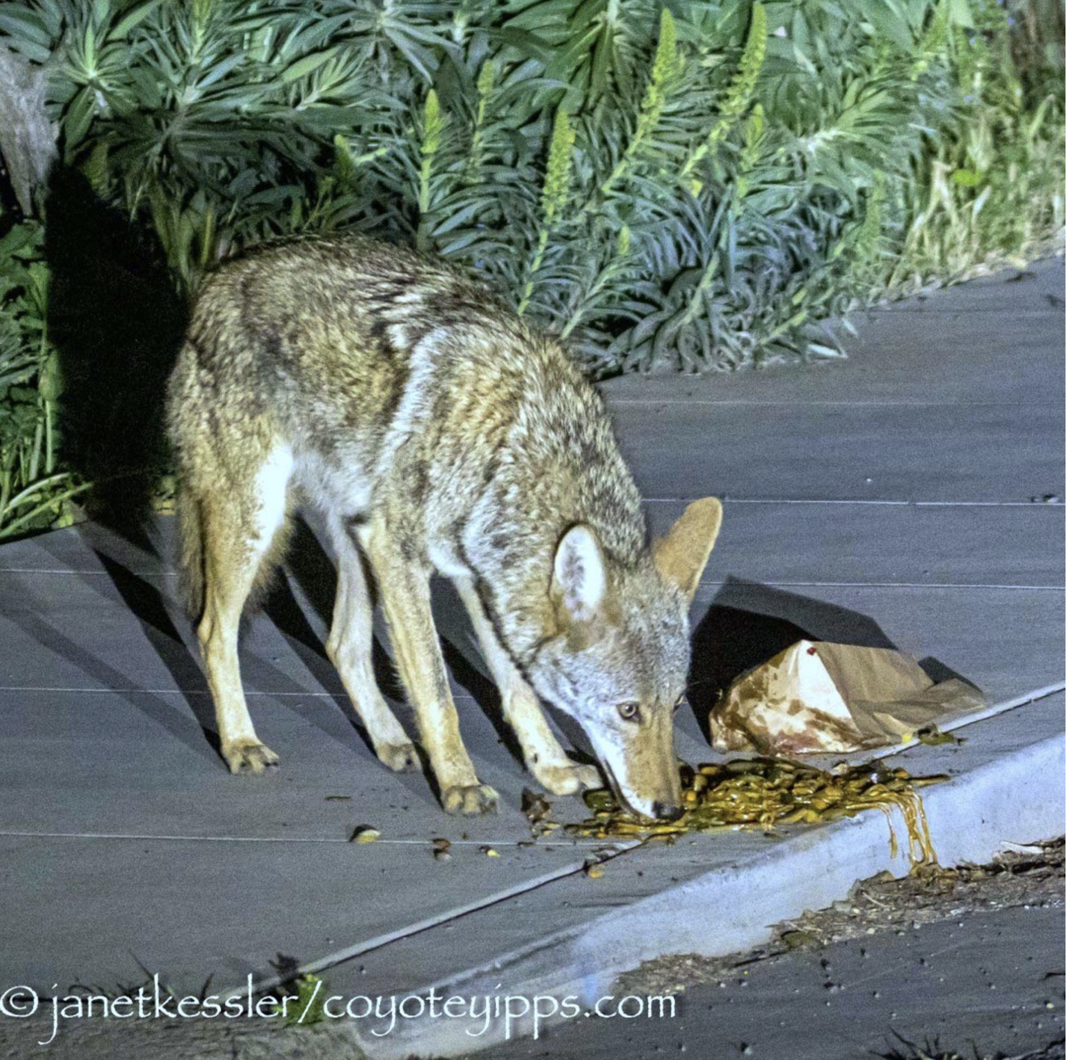 Coyote Eating Habits in SF: Gallery | Coyote Yipps