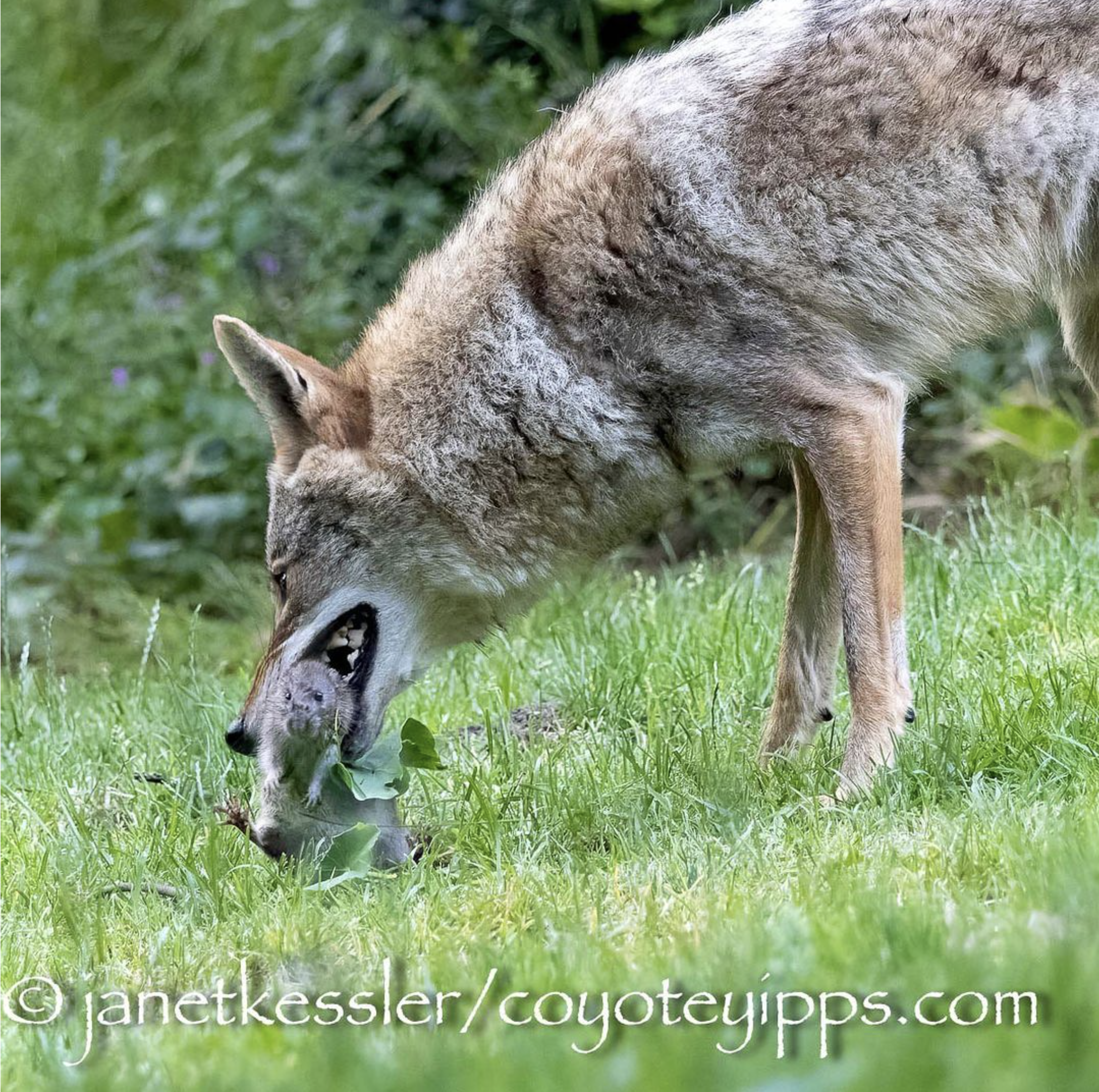 Coyote Eating Habits in SF: Gallery | Coyote Yipps