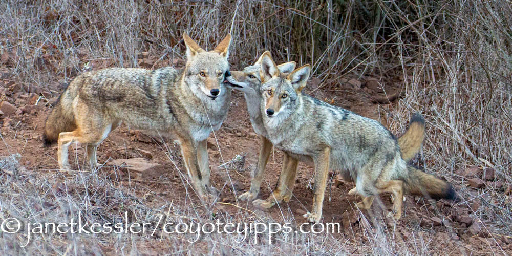 Mate Changes in Coyotes | Coyote Yipps