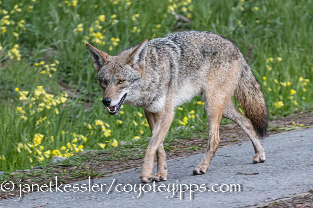 Mate Changes in Coyotes | Coyote Yipps