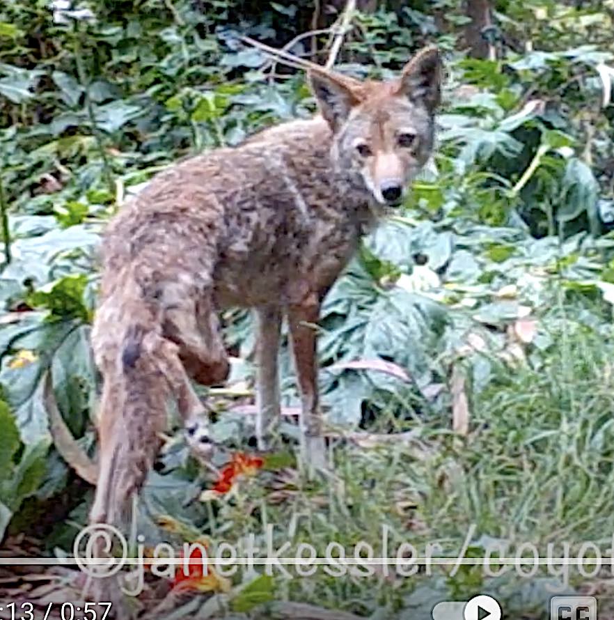 Coyotes: WHO are they?