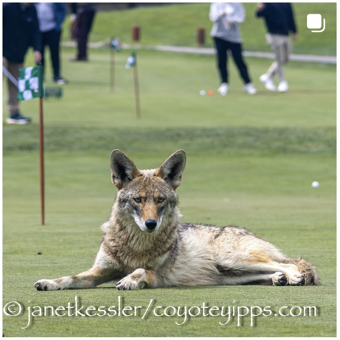Coyotes: WHO are they?