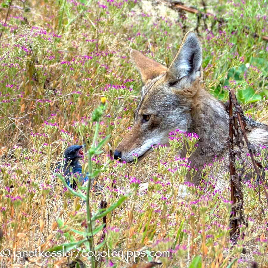 Coyote Eating Habits in SF: Gallery | Coyote Yipps
