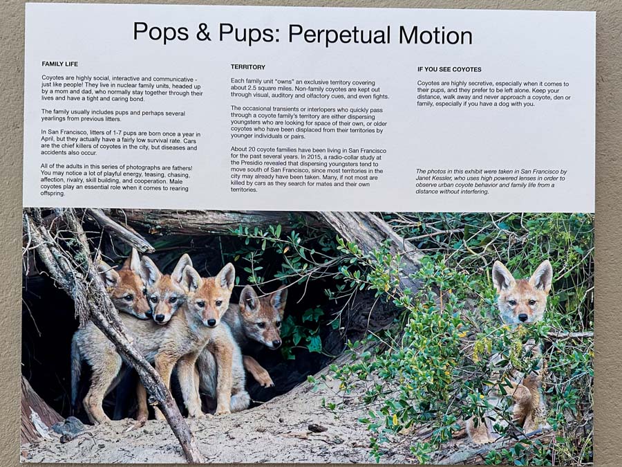 “Pops & Pups: Perpetual Motion”, an Educational Photo Exhibit | Coyote ...