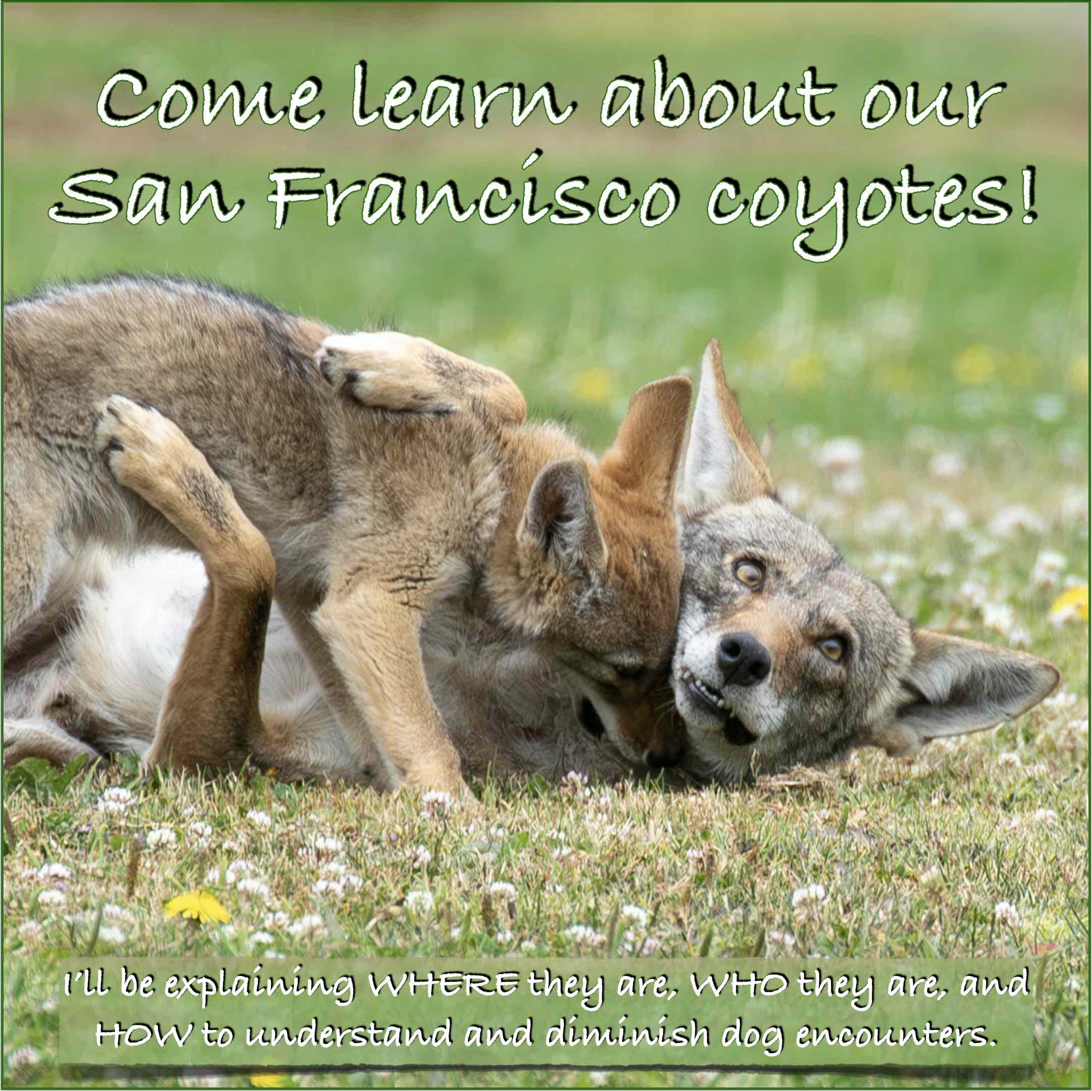 My Educational Presentation on August 31st | Coyote Yipps