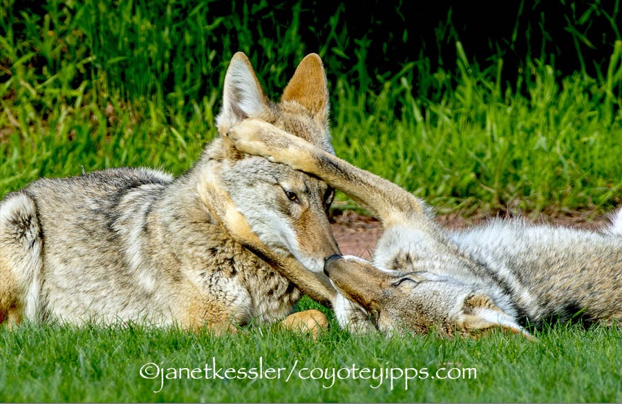 Coyotes: WHO are they?
