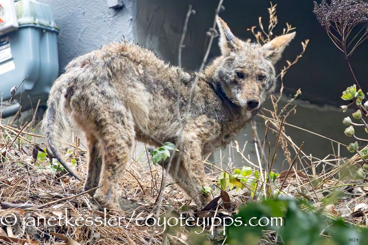 mange | Coyote Yipps
