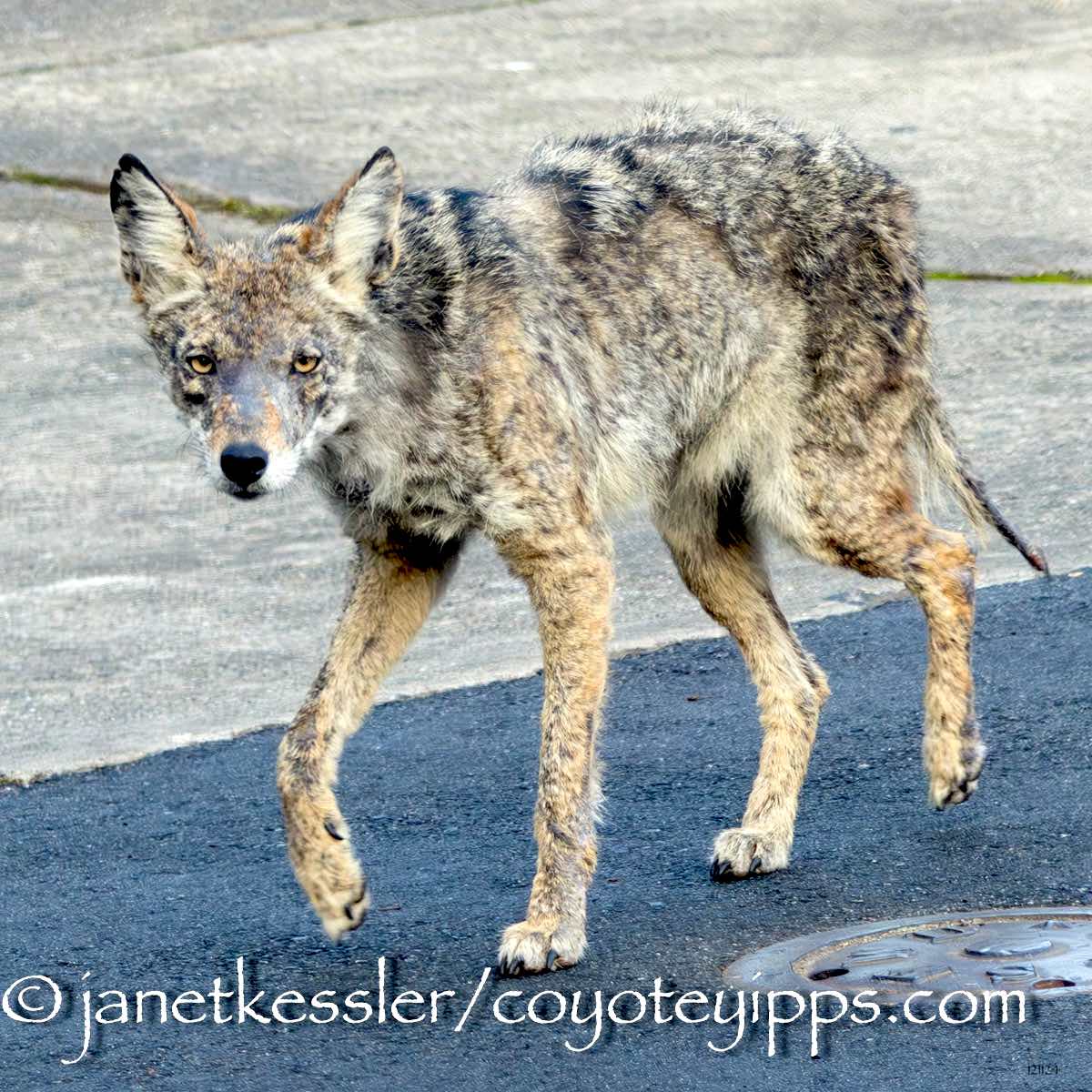 mange | Coyote Yipps