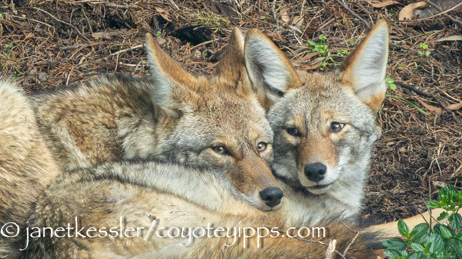 Coyotes: WHO are they?
