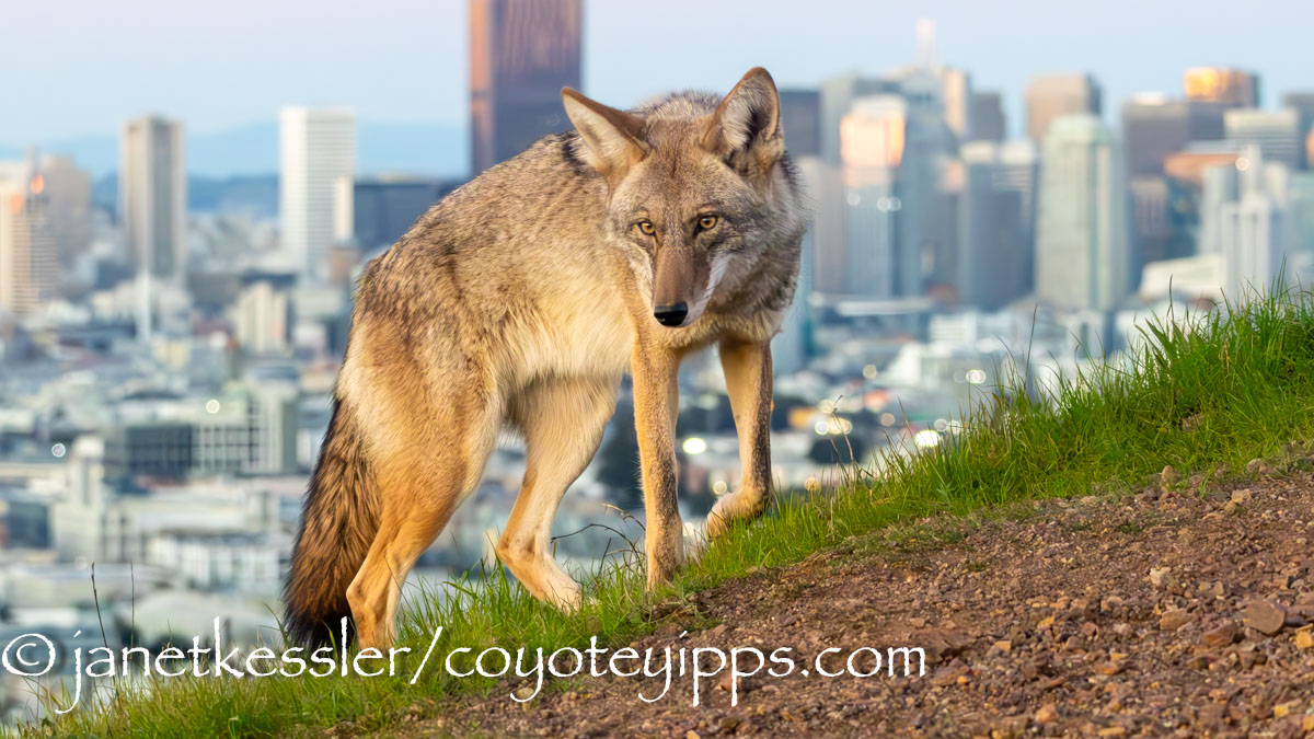 A Detailed Look at SF Coyote Diets and Some of the Causes for ...