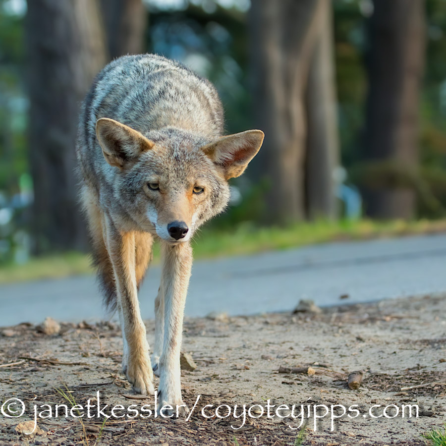 SF Coyote Territorial Map and Family Situations to Summer 2025 | Coyote ...