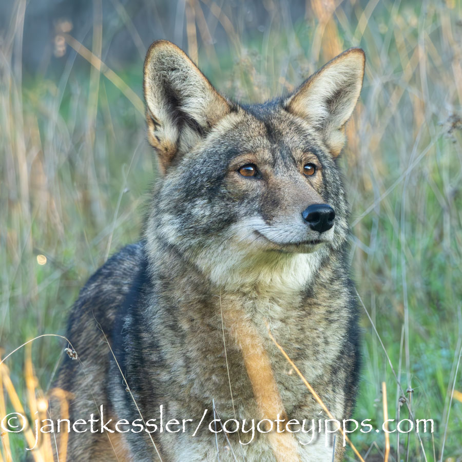 SF Coyote Territorial Map and Family Situations to Summer 2025 | Coyote ...