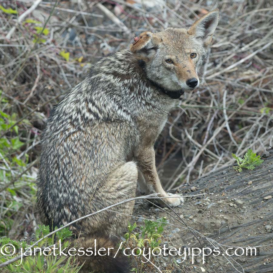 SF Coyote Territorial Map and Family Situations to Summer 2025 | Coyote ...