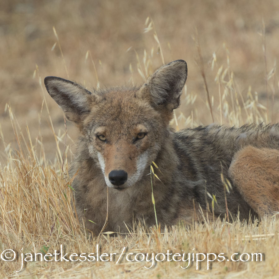 SF Coyote Territorial Map and Family Situations to Summer 2025 | Coyote ...