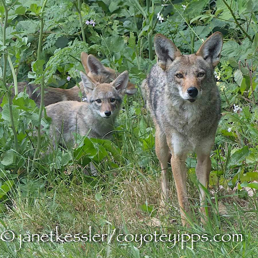SF Coyote Territorial Map and Family Situations to Summer 2025 | Coyote ...
