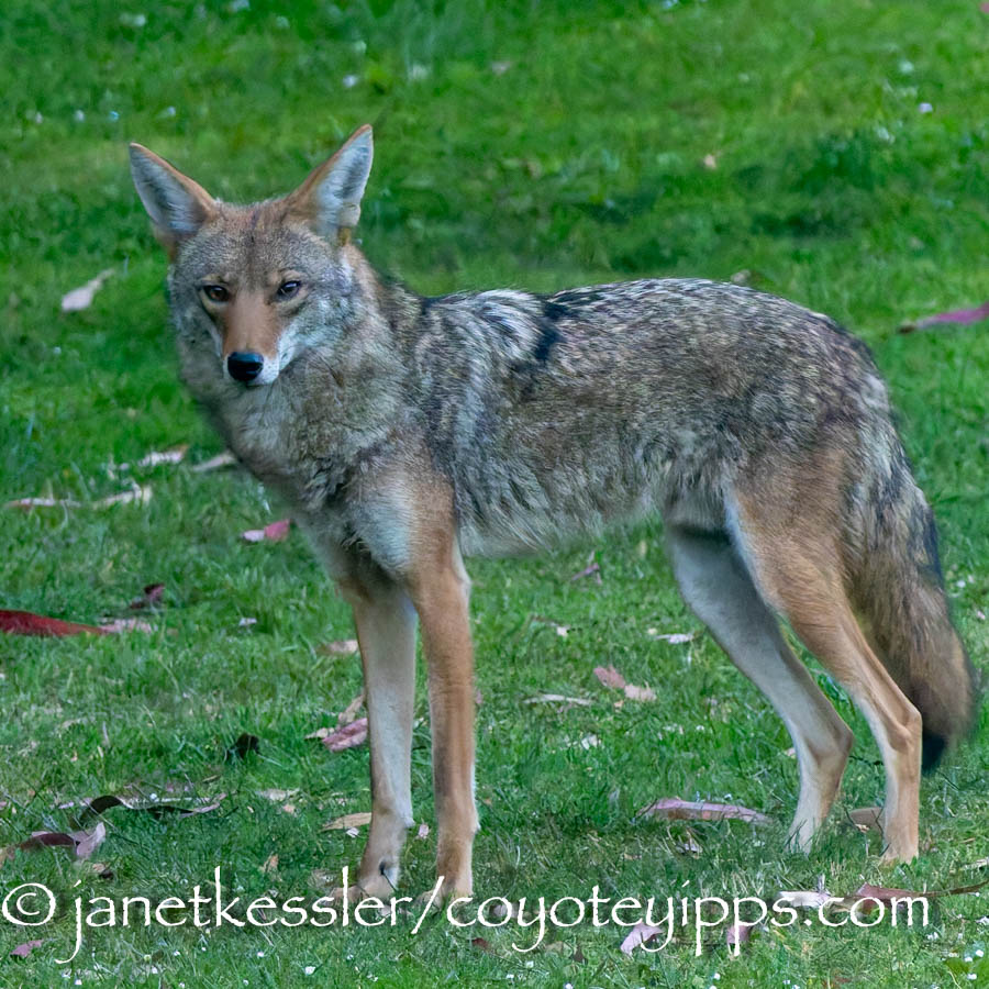 SF Coyote Territorial Map and Family Situations to Summer 2025 | Coyote ...