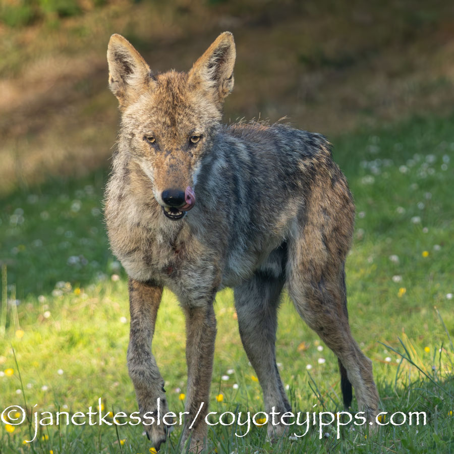 SF Coyote Territorial Map and Family Situations to Summer 2025 | Coyote ...