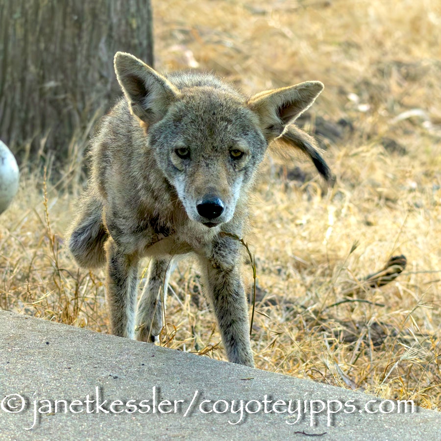 SF Coyote Territorial Map and Family Situations to Summer 2025 | Coyote ...