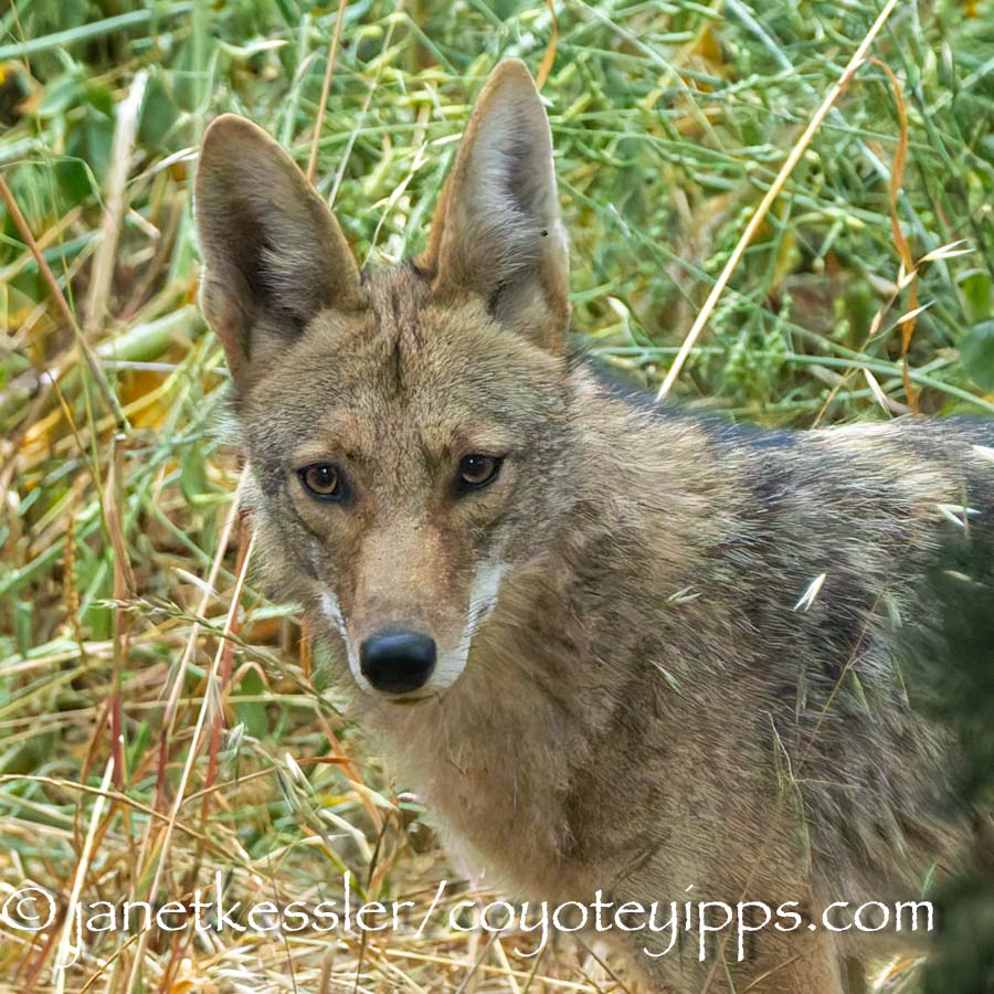 SF Coyote Territorial Map and Family Situations to Summer 2025 | Coyote ...