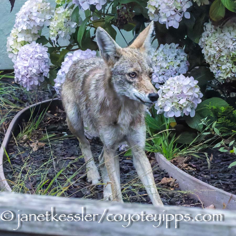 SF Coyote Territorial Map and Family Situations to Summer 2025 | Coyote ...