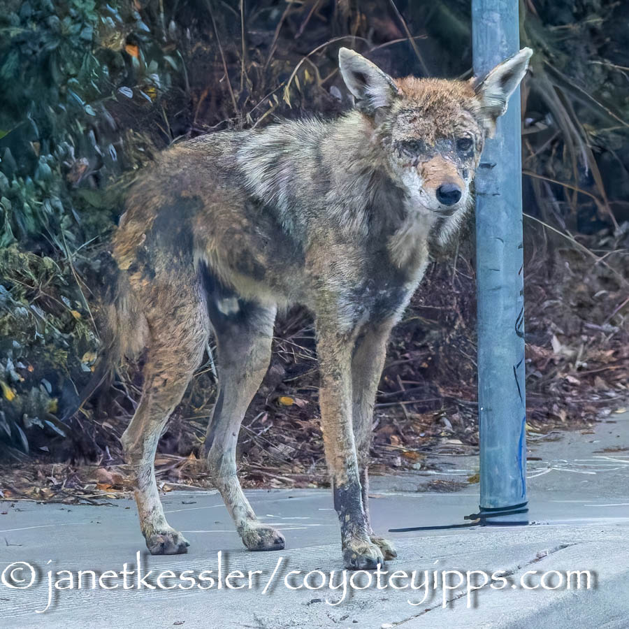 SF Coyote Territorial Map and Family Situations to Summer 2025 | Coyote ...