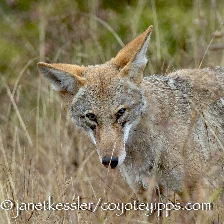 SF Coyote Territorial Map and Family Situations to Summer 2025 | Coyote ...