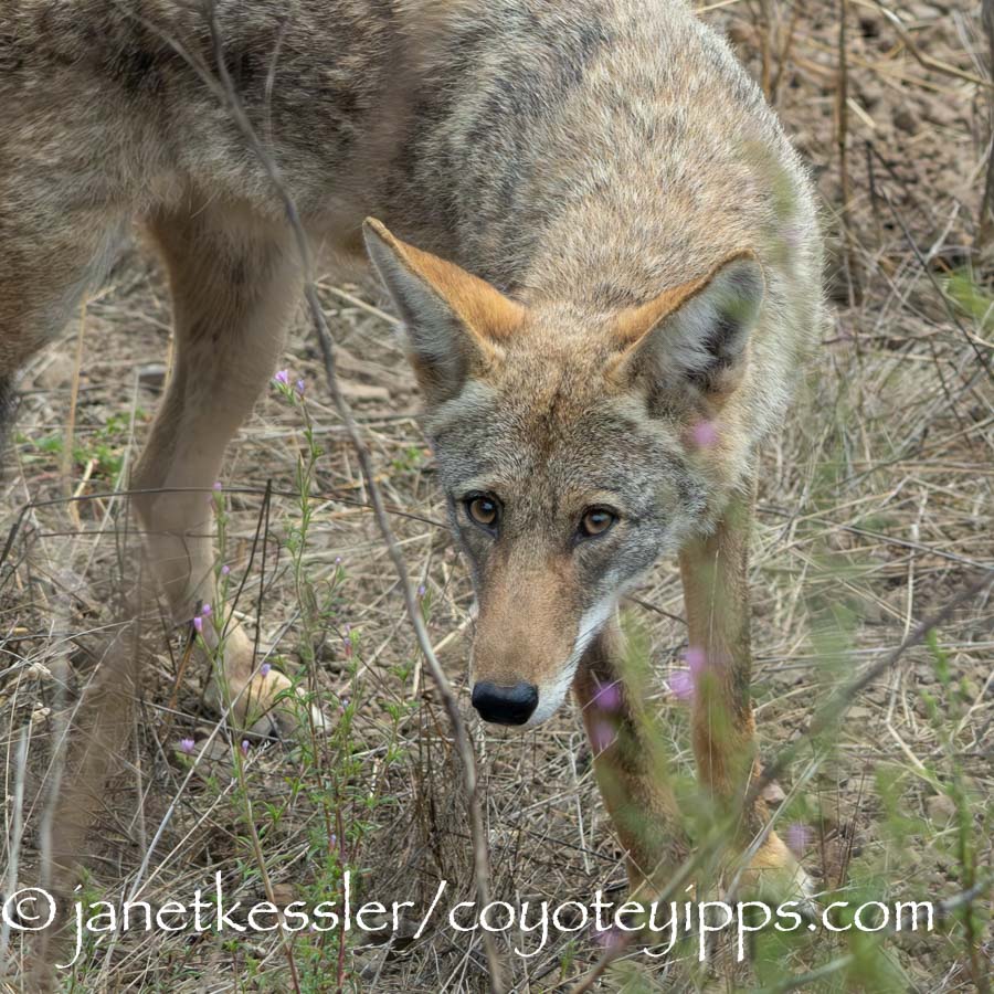 SF Coyote Territorial Map and Family Situations to Summer 2025 | Coyote ...