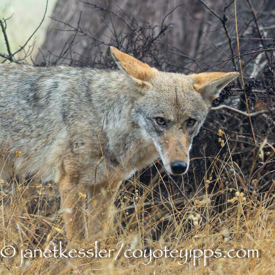SF Coyote Territorial Map and Family Situations to Summer 2025 | Coyote ...