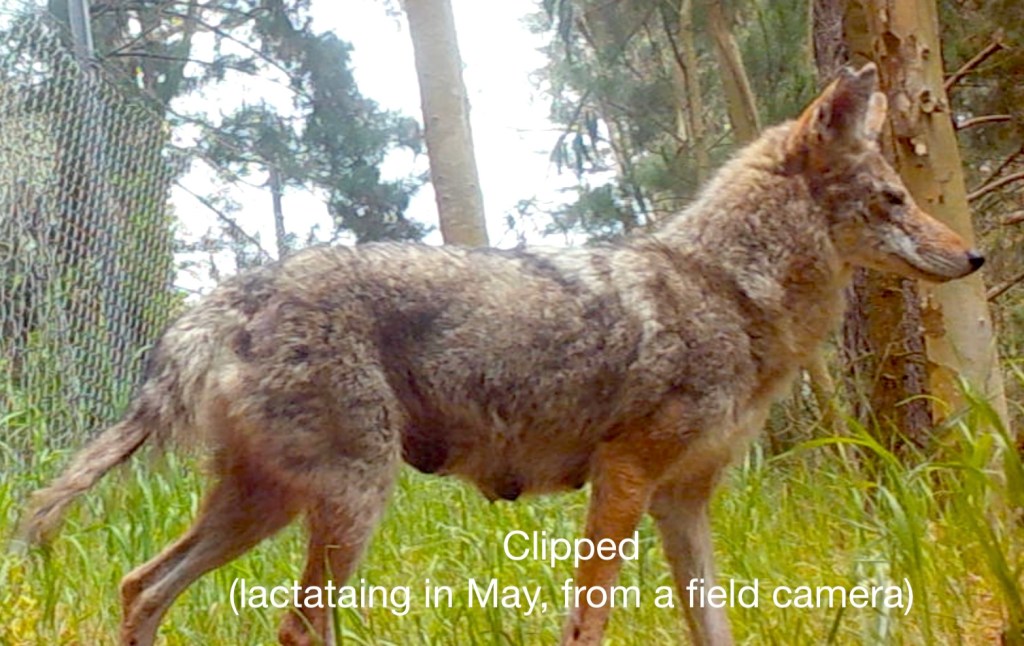 SF Coyote Territorial Map and Family Situations to Summer 2025 | Coyote ...