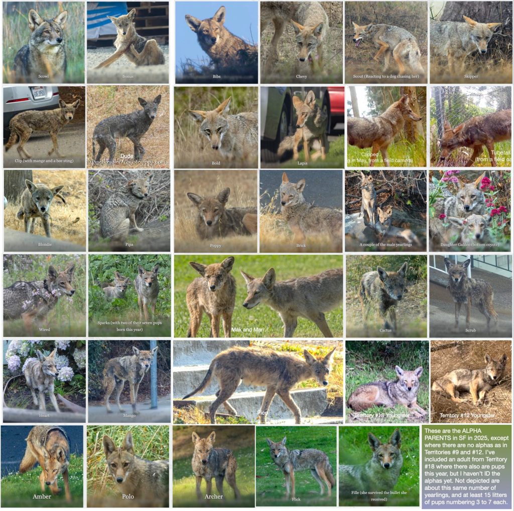SF Coyote Territorial Map and Family Situations to Summer 2025 | Coyote ...
