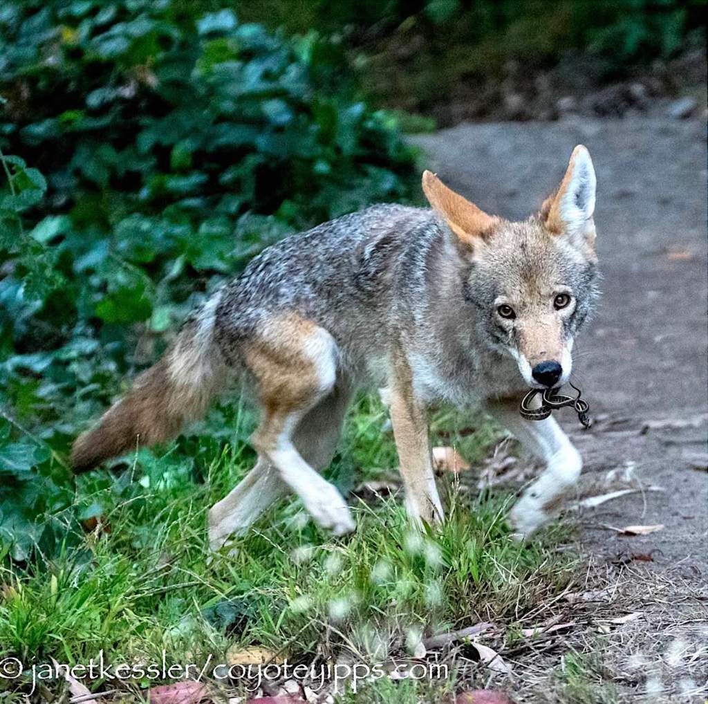 Coyotes: WHO are they?