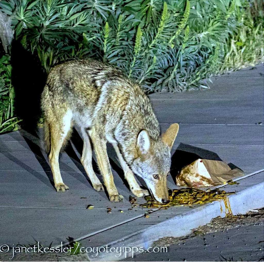 Coyotes: WHO are they?