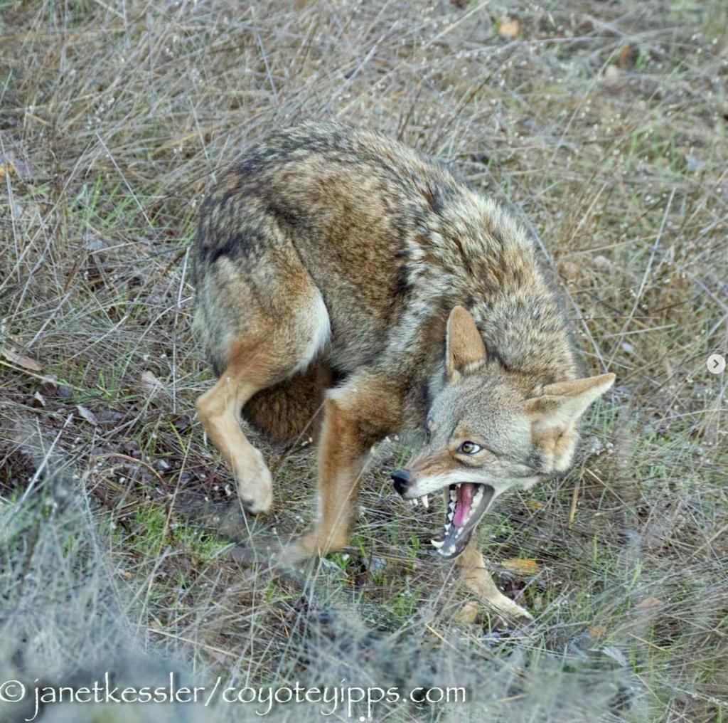 Coyotes: WHO are they?