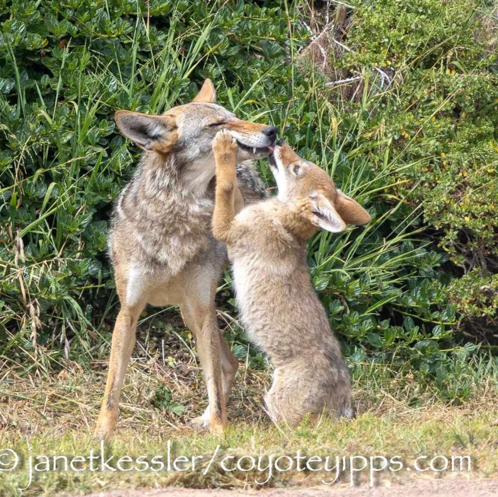 Coyotes: WHO are they?