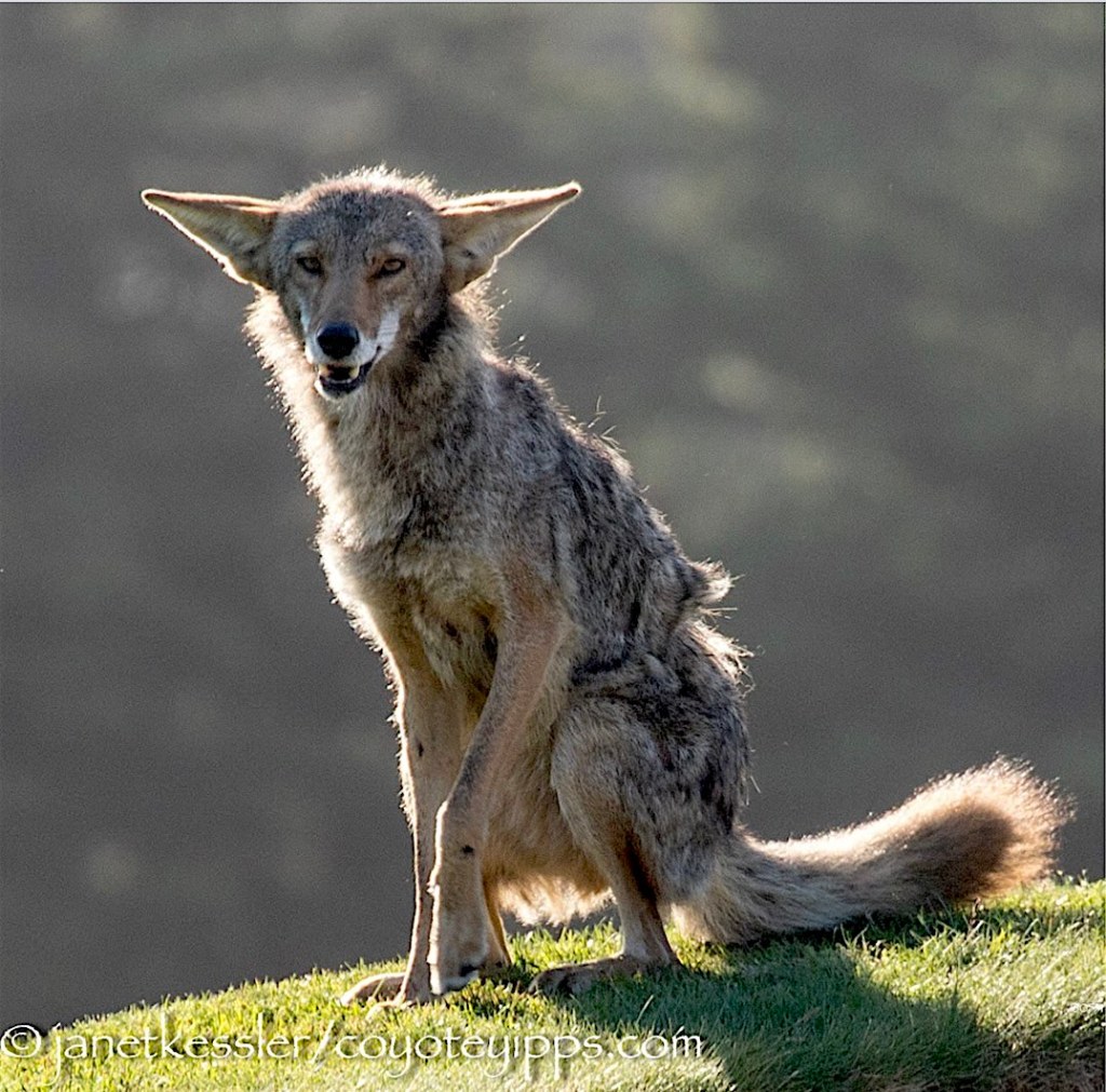 Coyotes: WHO are they?